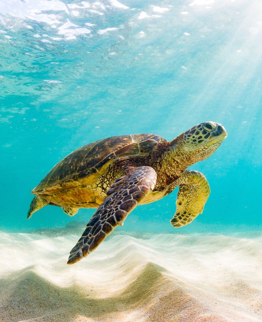 Punta Nayaá | Mejor Precio - Web Oficial